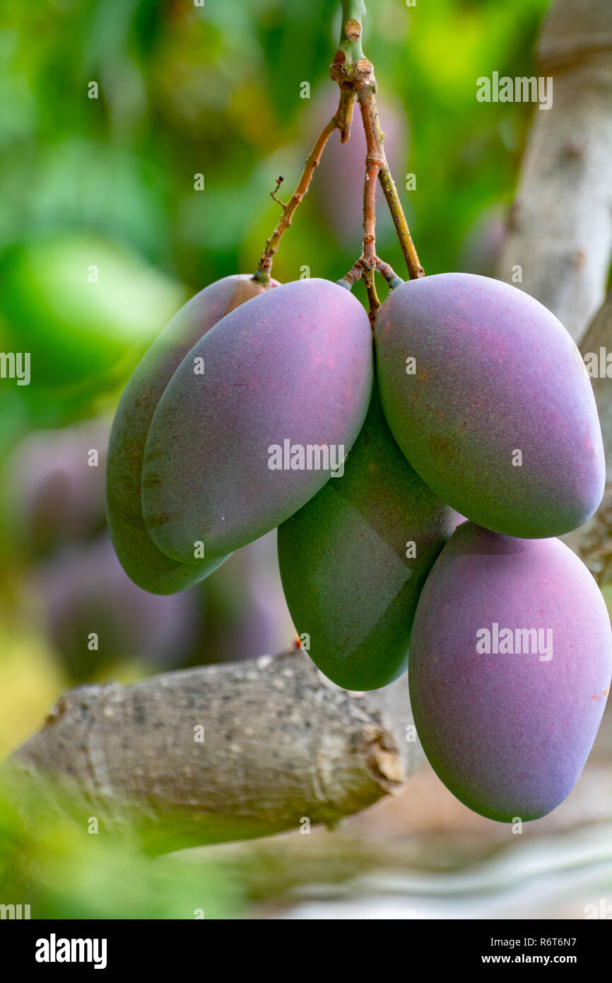 Tropical mango tree with big ripe mango fruits growing in orchard on ...