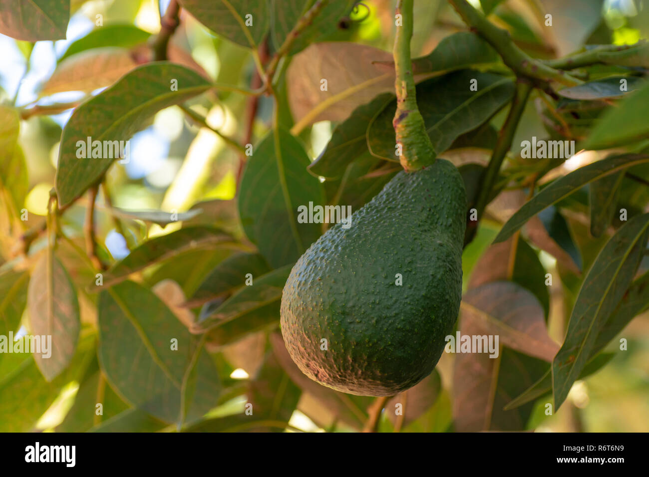 Tropical avocado tree with ripe green avocado fruits growing on ...