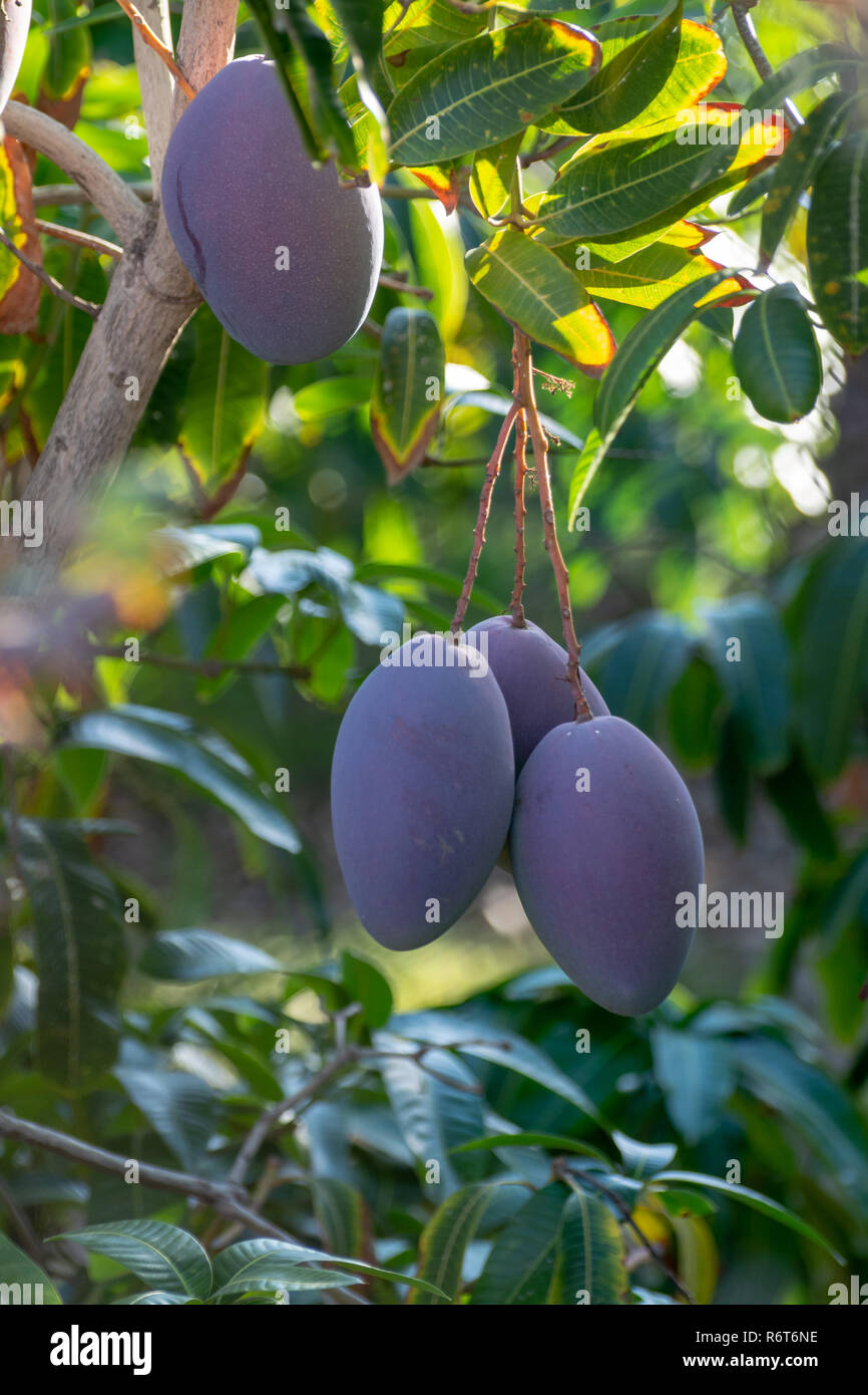 Tropical mango tree with big ripe purple mango fruits growing in ...