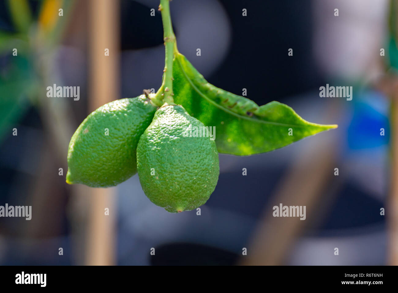 Unripe green lemon citrus fruits growing on lemon tree close up Stock ...
