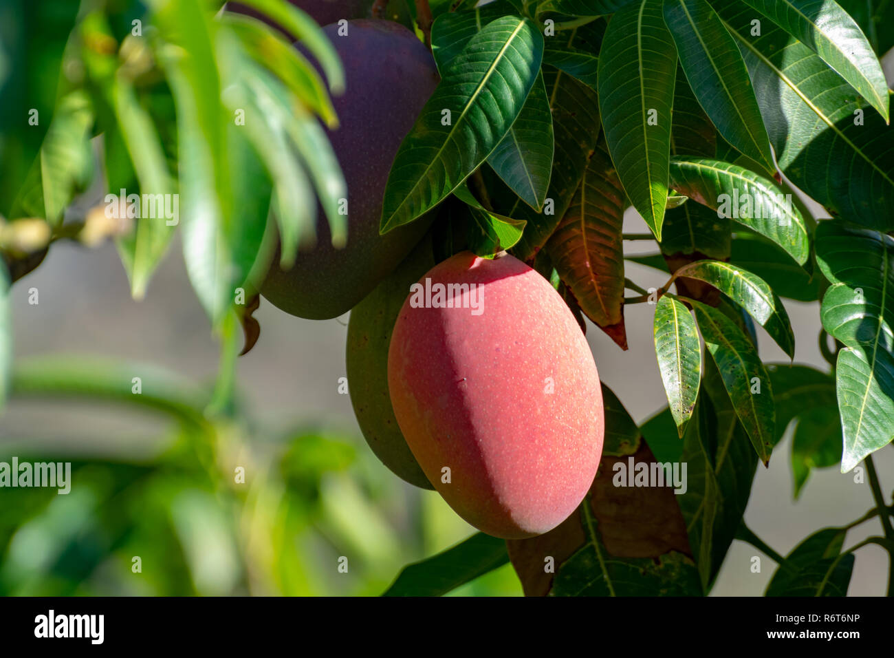 Tropical mango tree with big ripe mango fruits growing in orchard on ...