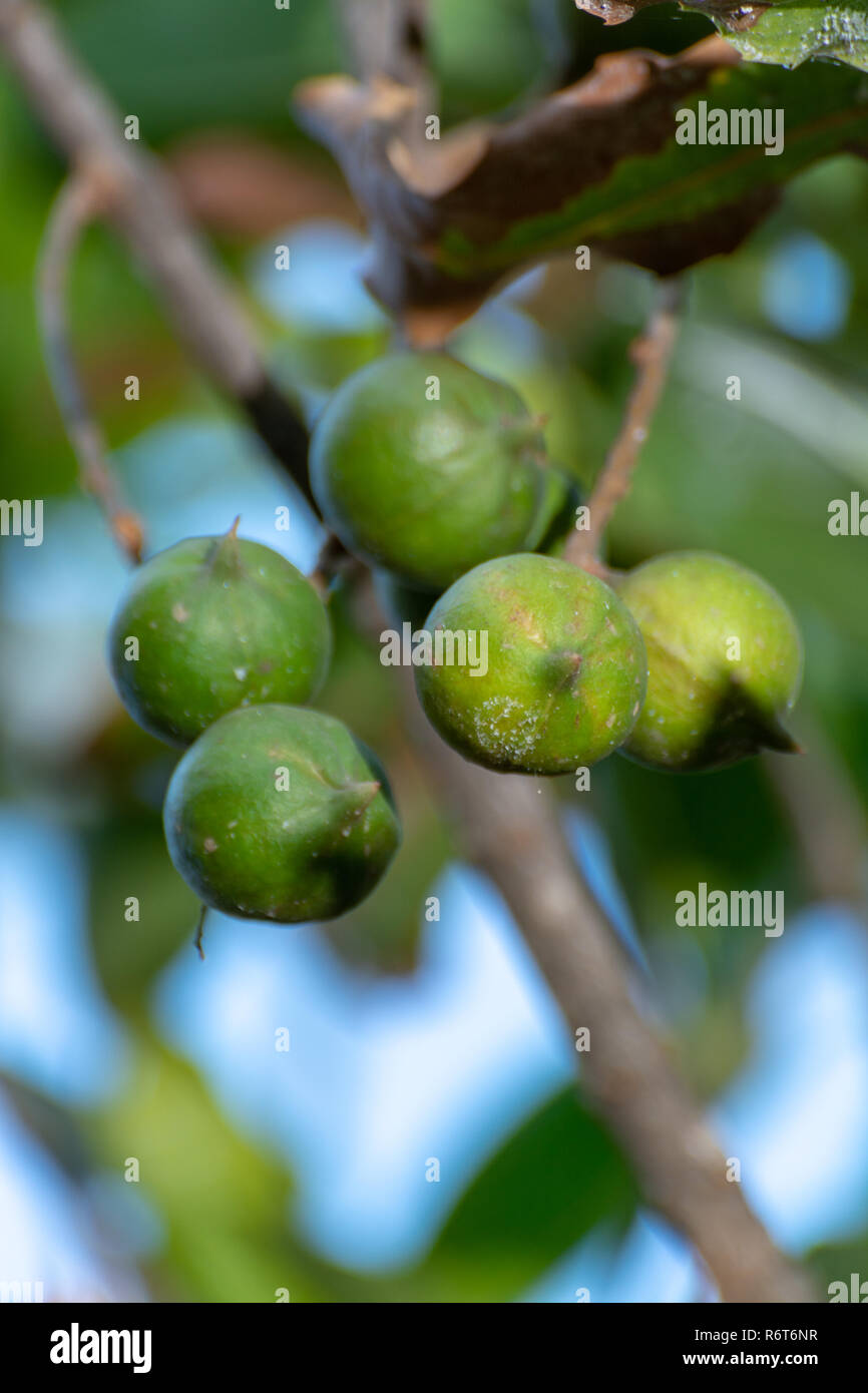 Macadamia nuts new zealand hi-res stock photography and images - Alamy