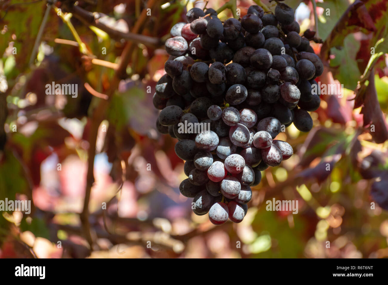 Bunches of ripe red table grapes hanging on old grape plants in autumn ...