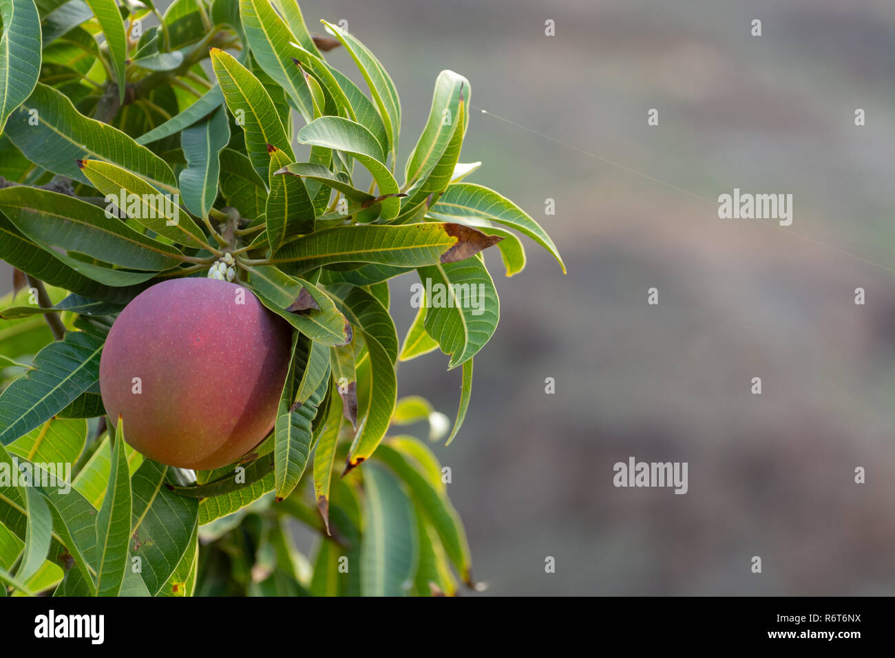 Tropical mango tree with big ripe mango fruits growing in orchard on ...