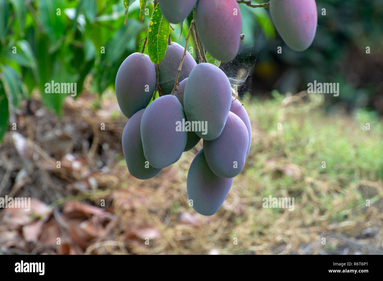 Tropical mango tree with big ripe mango fruits growing in orchard on ...