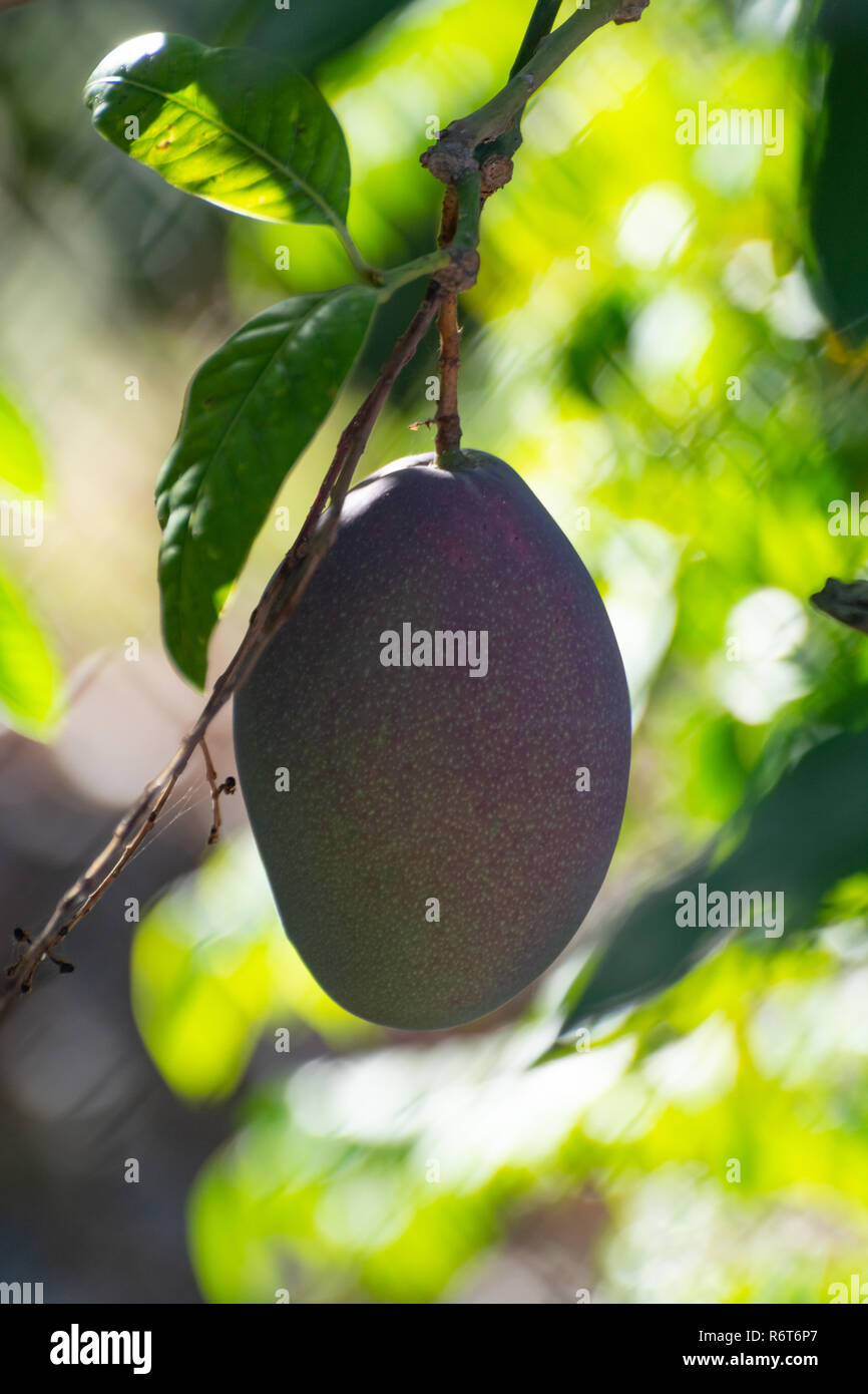 Tropical mango tree with big ripe mango fruits growing in orchard on ...