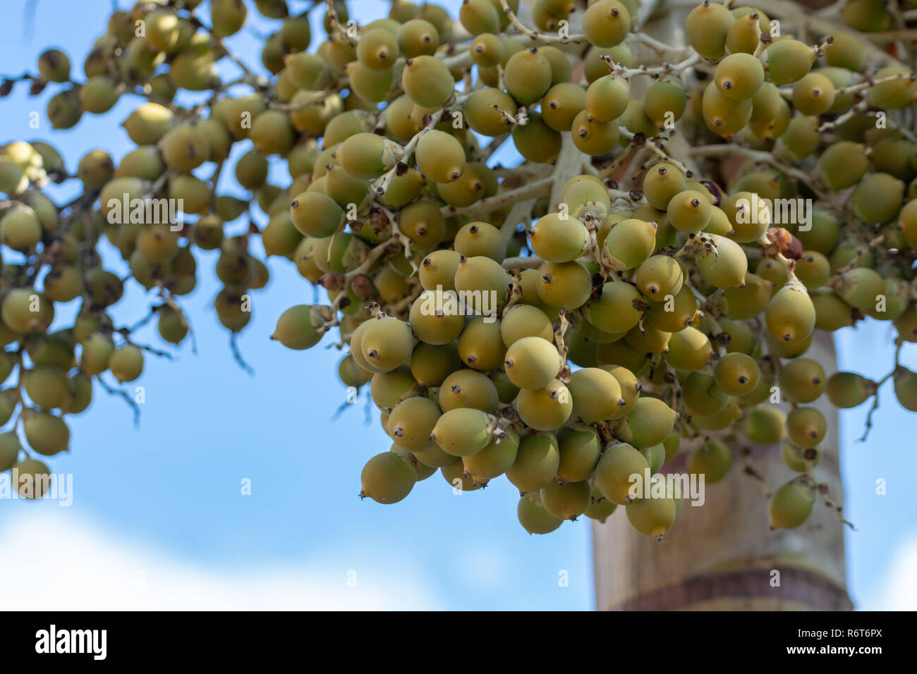 Barhi date palm hi-res stock photography and images - Alamy