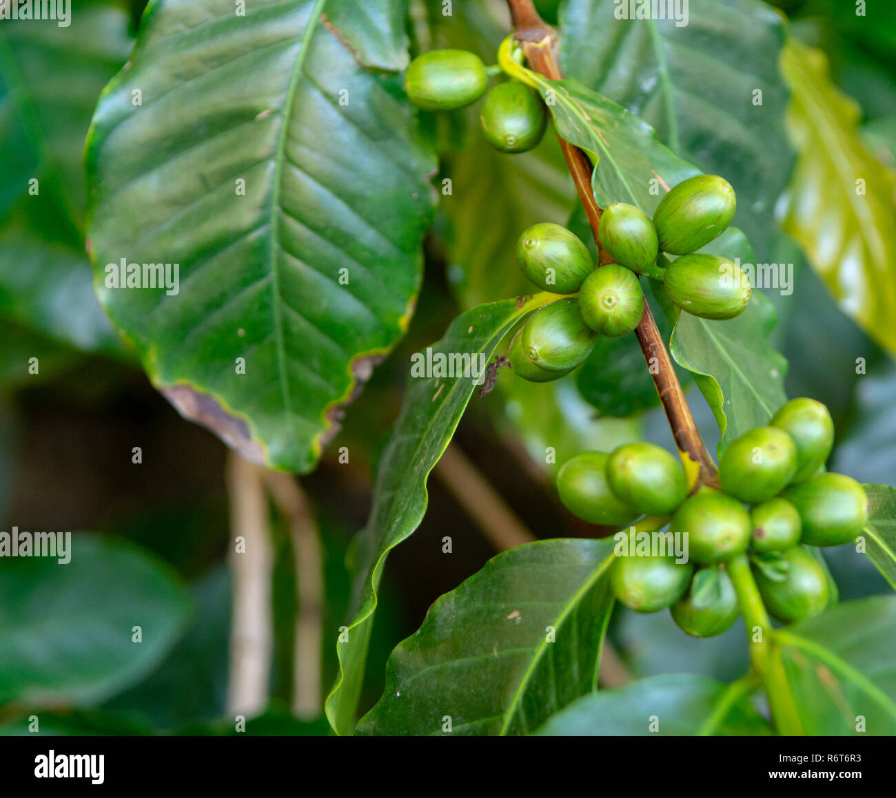 Branch of arabica coffee tree on plantation with green ripening coffee ...