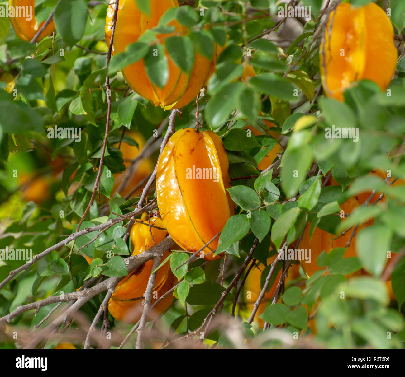 Tropical mango tree with big ripe mango fruits growing in orchard on ...