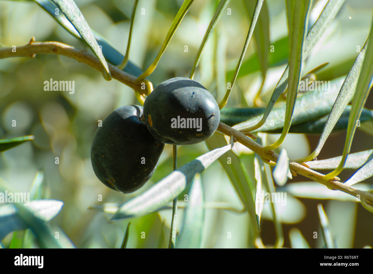 Olive tree with big ripe black olives ready for harvest close up Stock ...