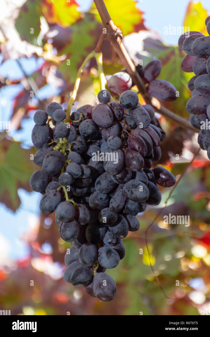 Bunches of ripe red table grapes hanging on old grape plants in autumn ...