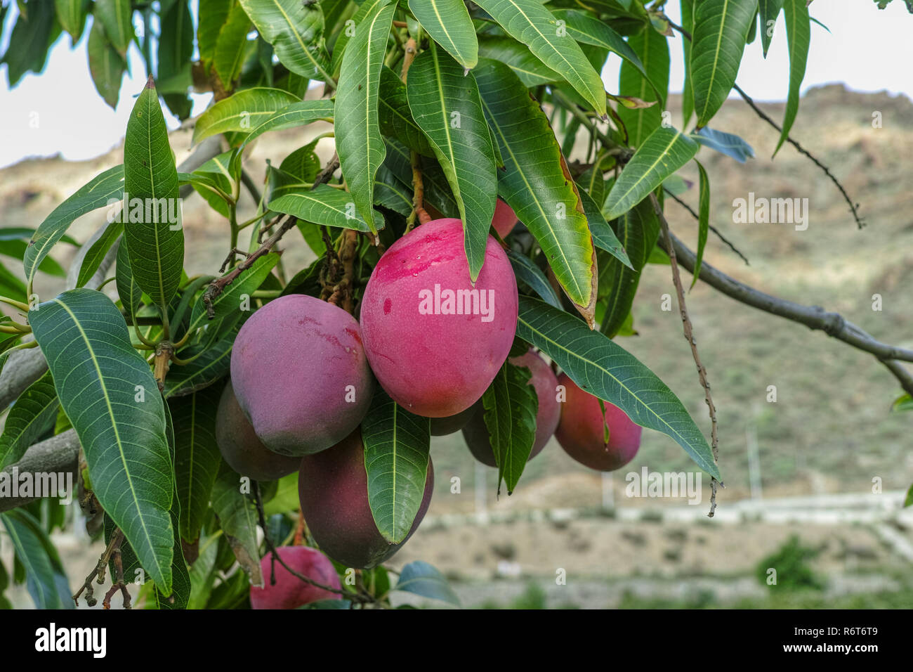 Tropical mango tree with big ripe mango fruits growing in orchard on ...