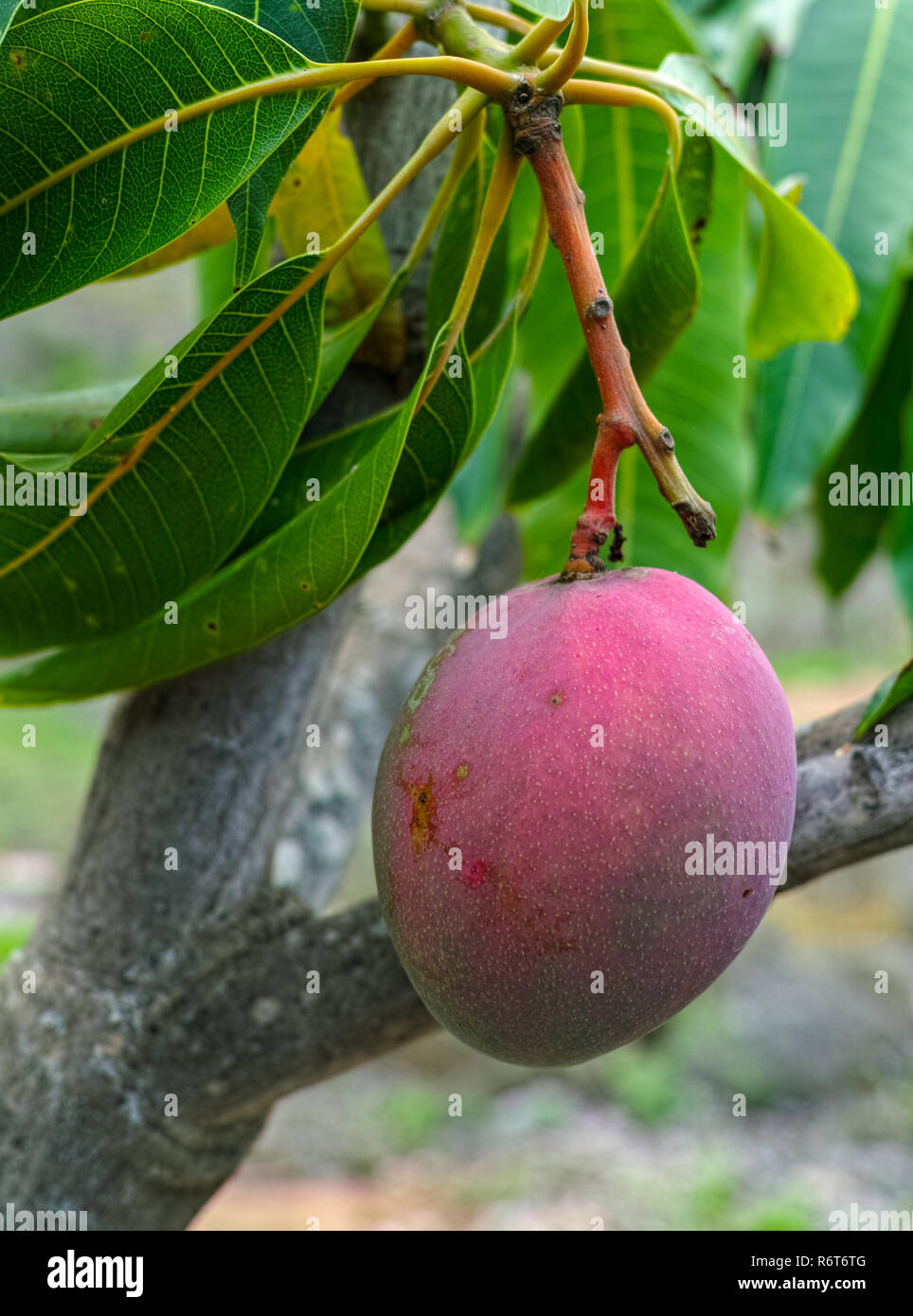 Tropical mango tree with big ripe mango fruits growing in orchard on ...