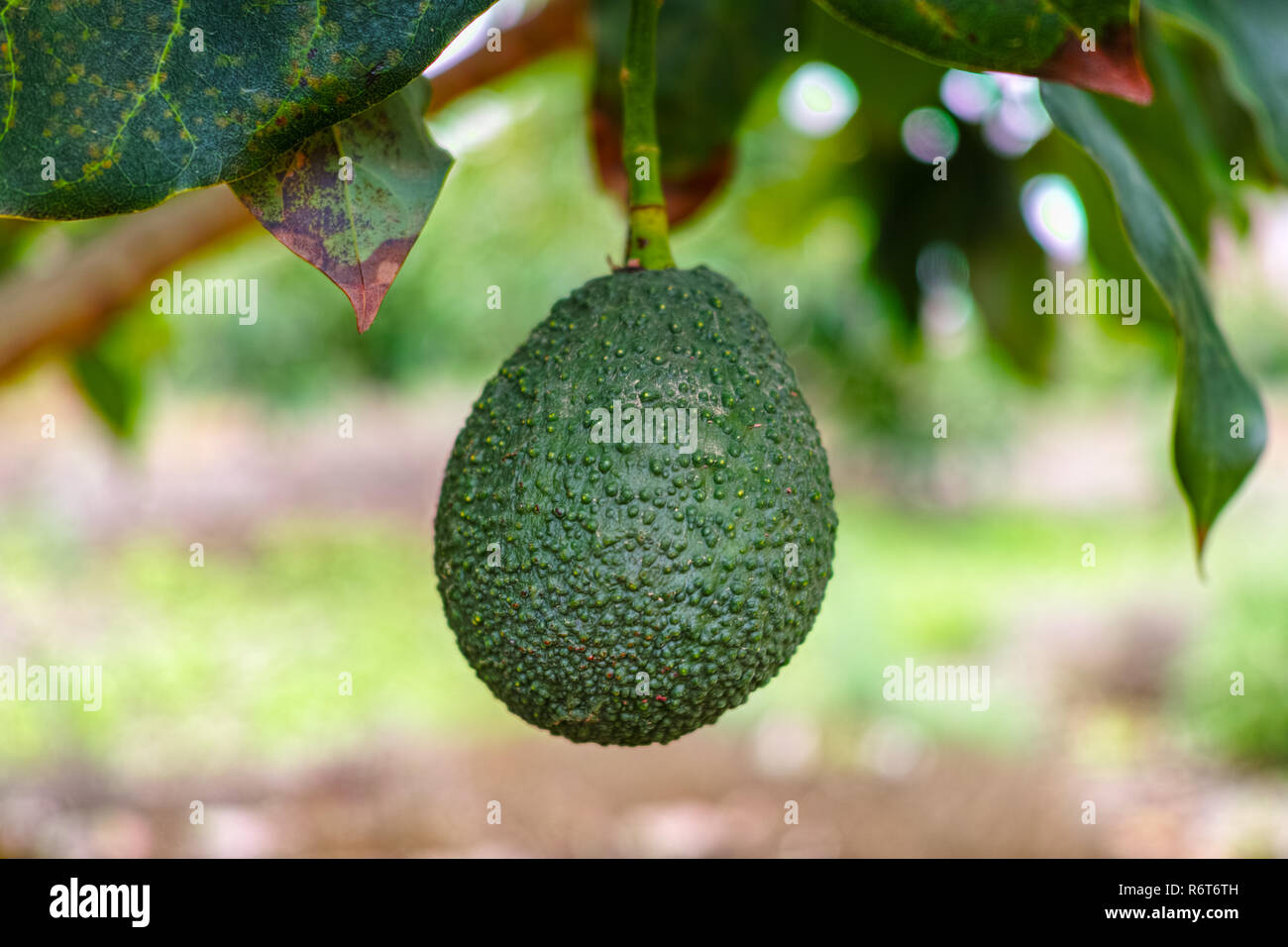 Tropical avocado tree with ripe green avocado fruits growing on ...