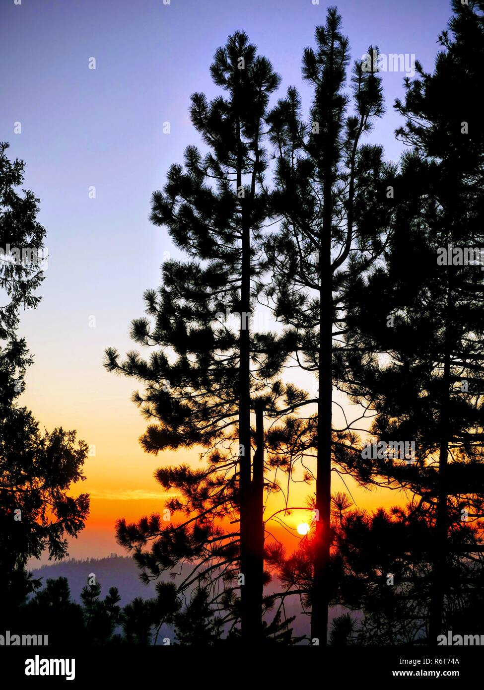 Sunset from behind sequoia trees at Sequoia National Park Stock Photo ...