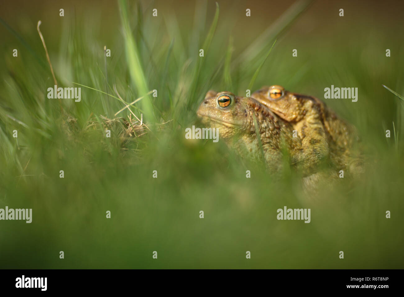 Closeup of two frogs in the mating season Stock Photo - Alamy