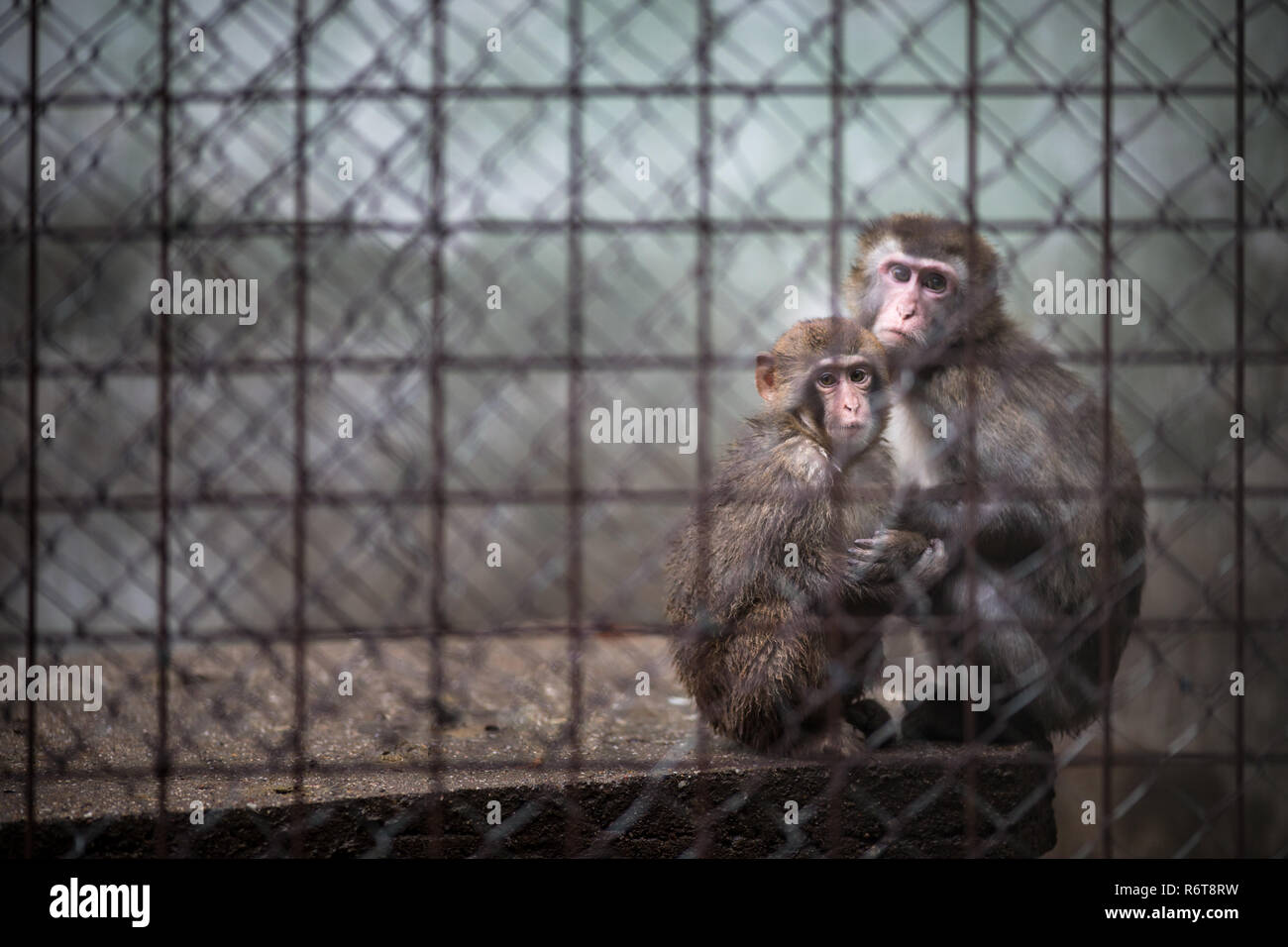 Sad monkeys behind bars in captivity Stock Photo - Alamy
