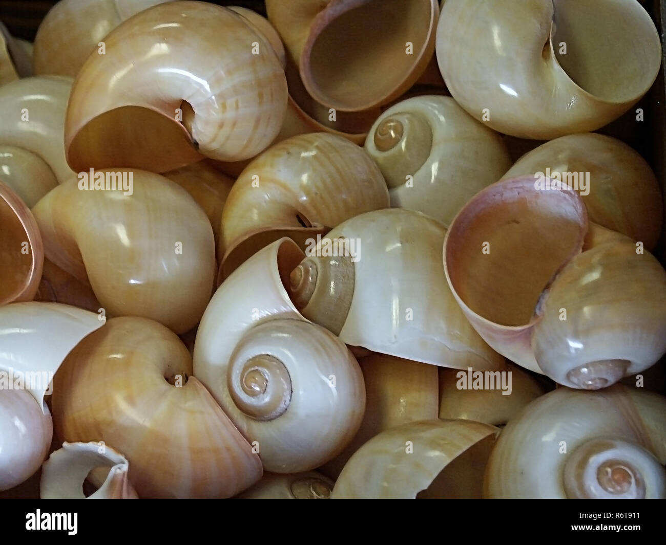 Moon shells hi-res stock photography and images - Alamy