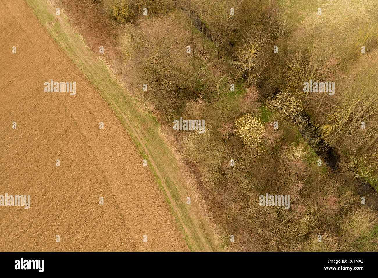 trees at the brook in spring Stock Photo - Alamy
