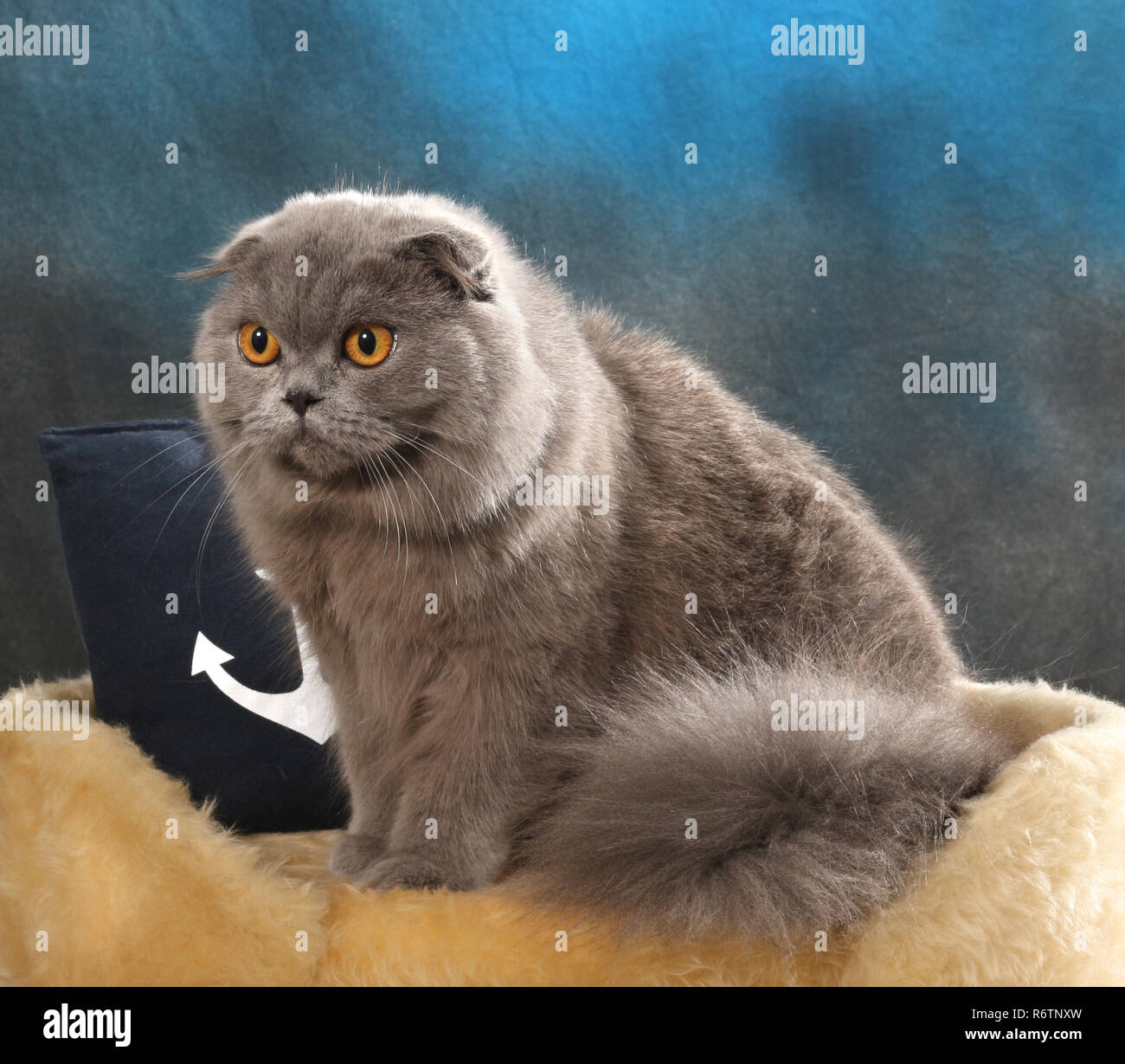 Highland fold and scottish fold hi-res stock photography and images - Alamy