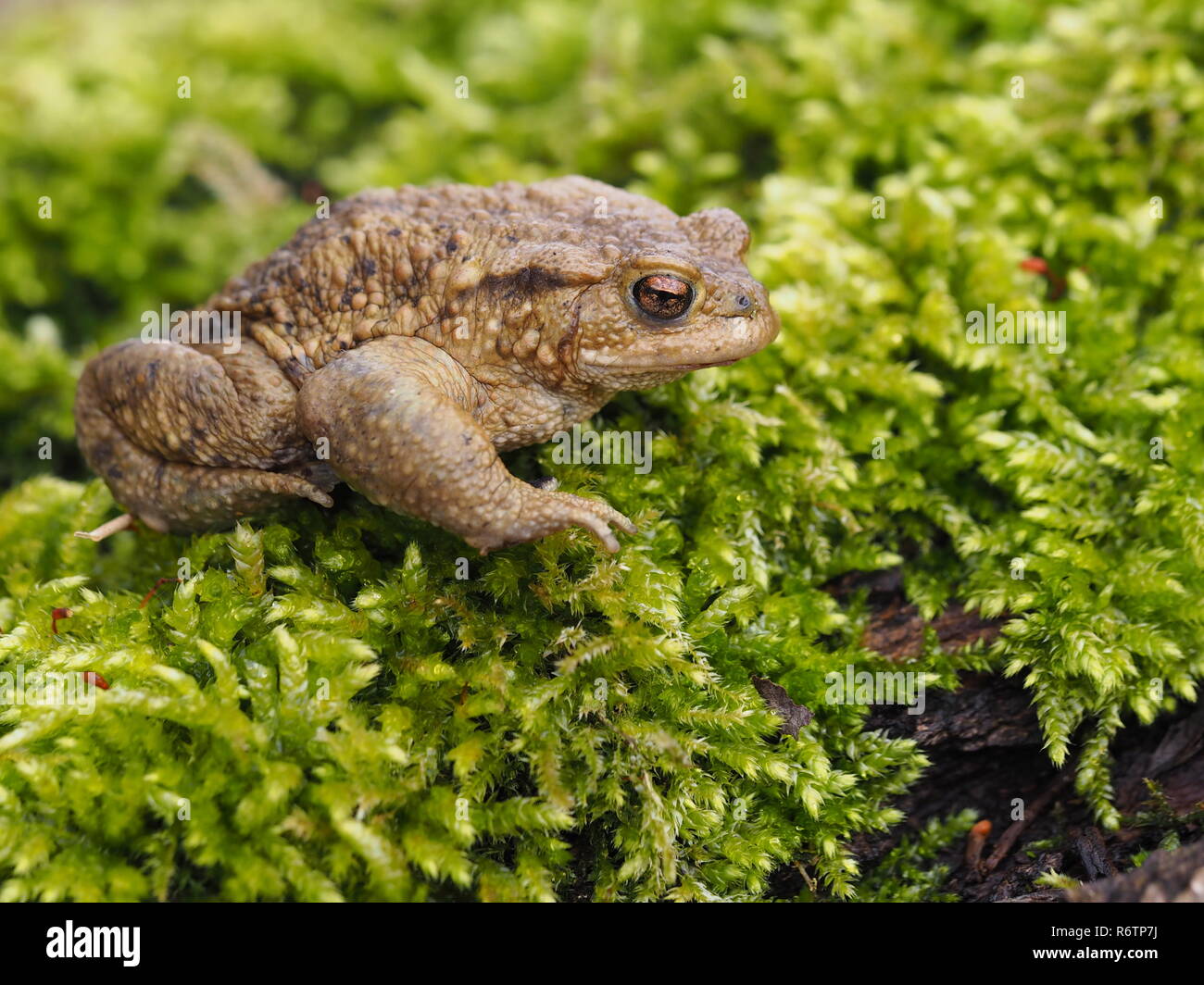 common toad - bufo bufo Stock Photo - Alamy