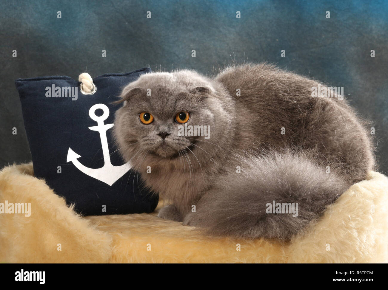 Longhair highland scottish fold hi-res stock photography and images - Alamy