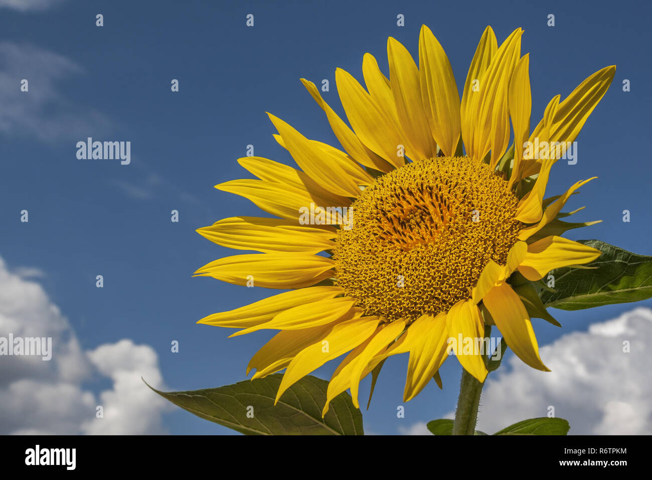 Yellow bright sunshine summer hi-res stock photography and images - Alamy