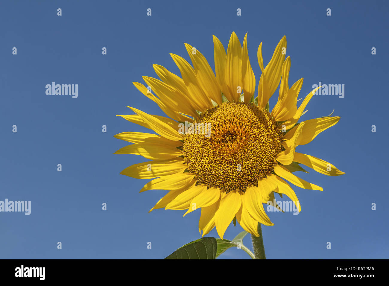 Bright blue and yellow background hi-res stock photography and images - Alamy