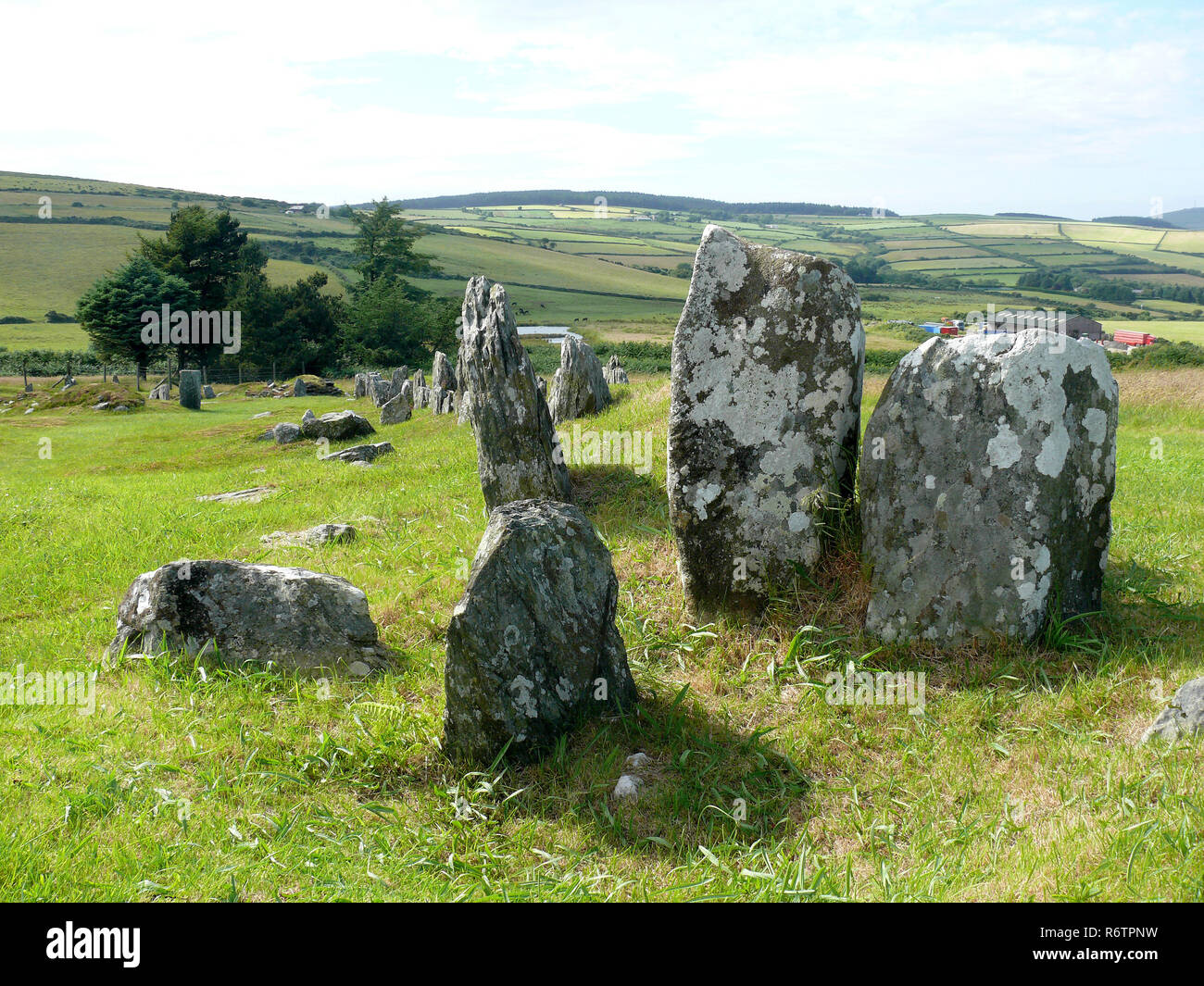 prehistoric plant Stock Photo - Alamy