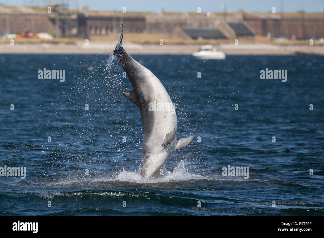 Bottlenose dolphin breaching Stock Photo - Alamy