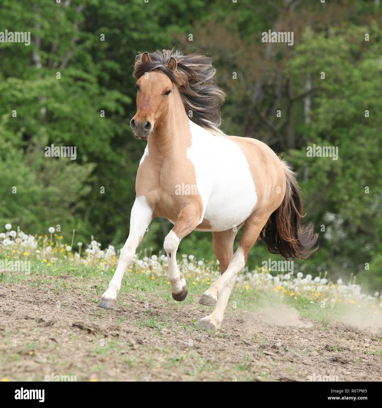 Gorgeous pony running on pasturage in hot summer Stock Photo - Alamy