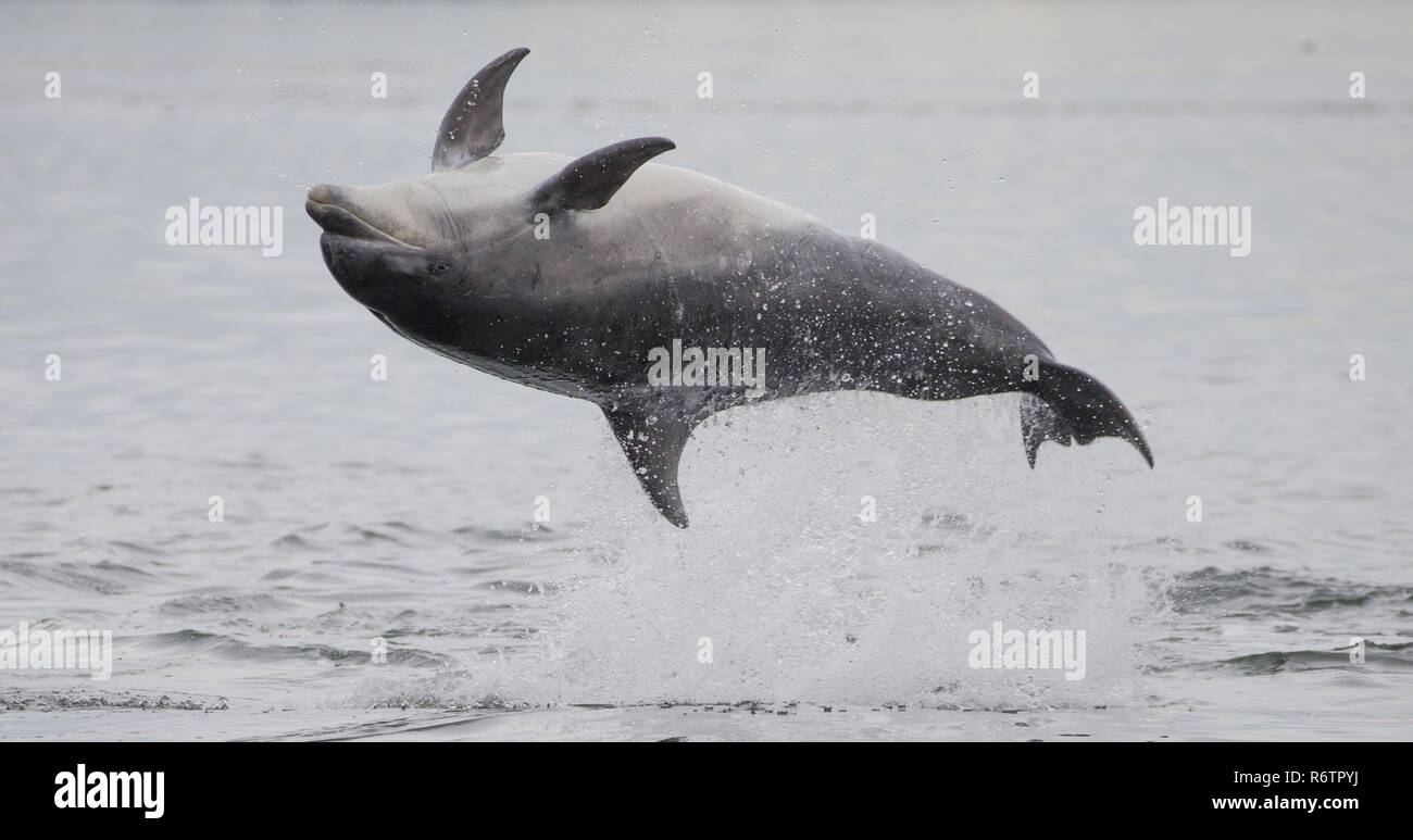 Common dolphin fluke fin hi-res stock photography and images - Alamy