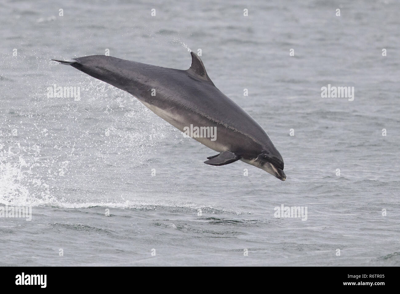 Bottlenose dolphin breaching Stock Photo - Alamy