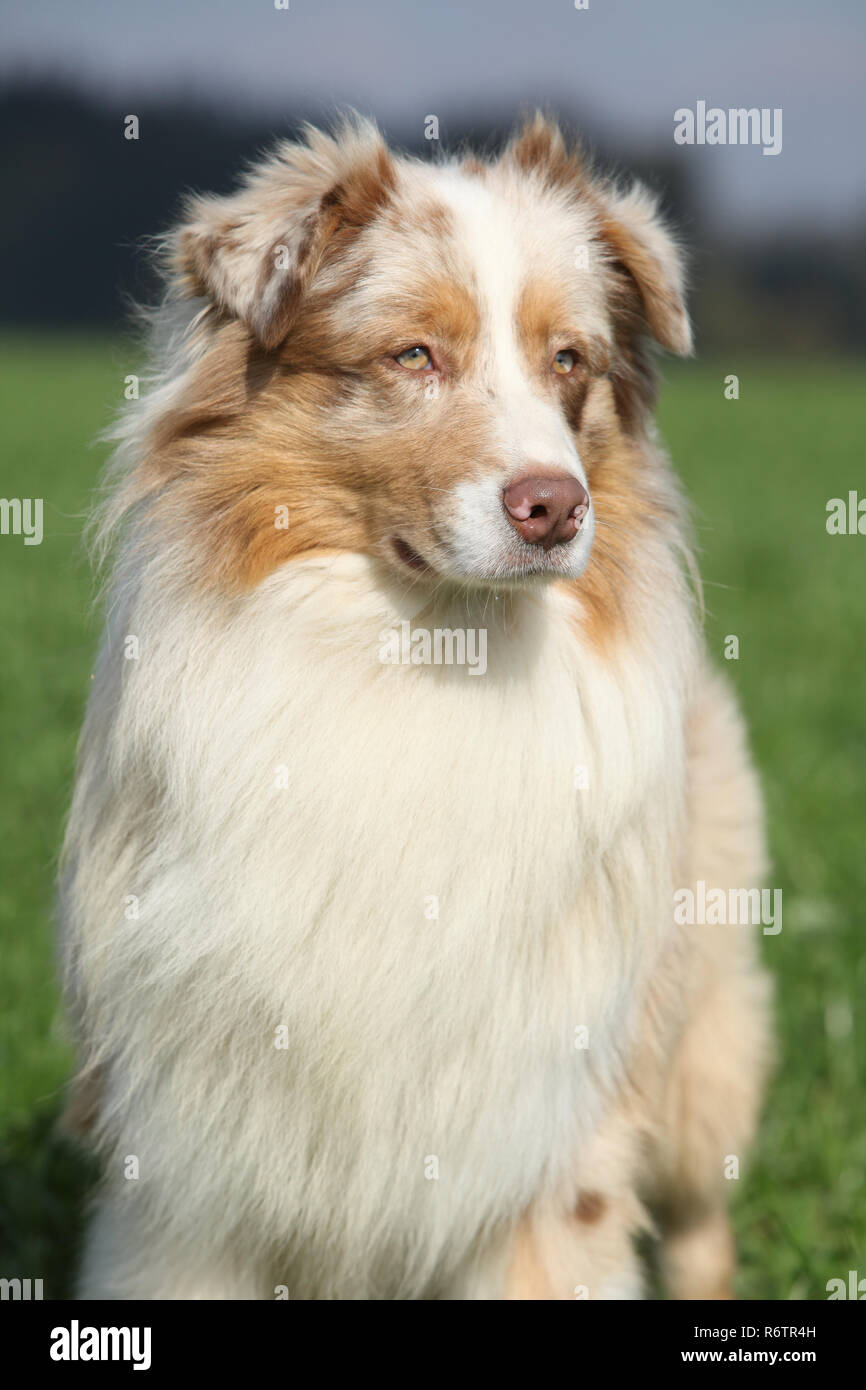 Portrait of gorgeous australian shepherd in nature in spring Stock ...