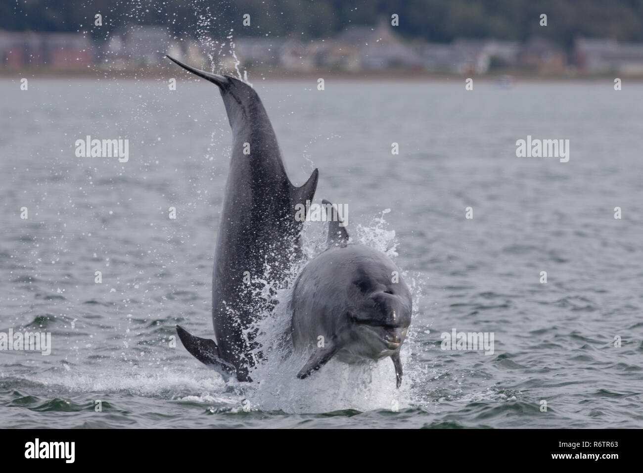 Bottlenose dolphin breaching Stock Photo - Alamy