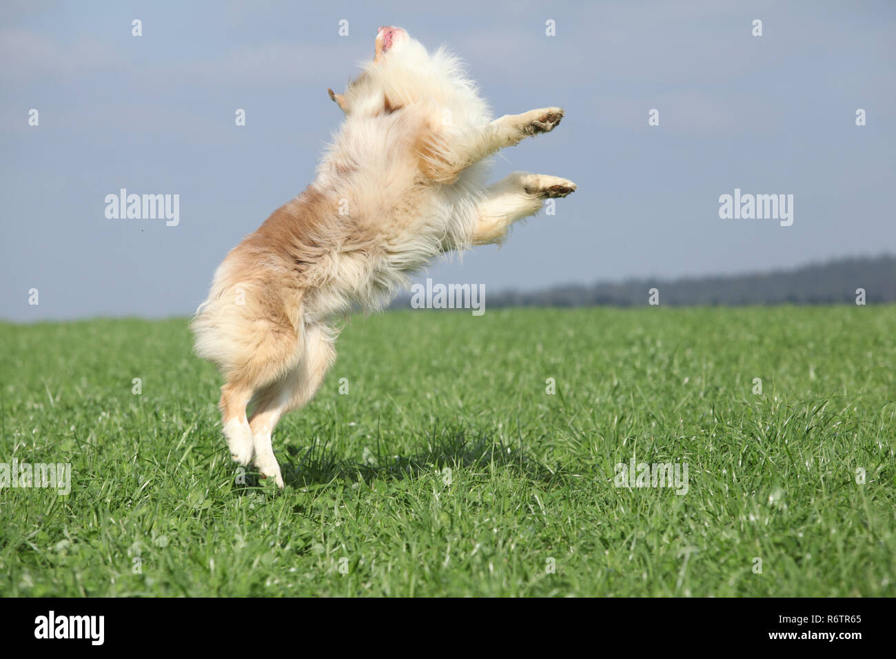 Jumping australian shepherd hi-res stock photography and images - Alamy