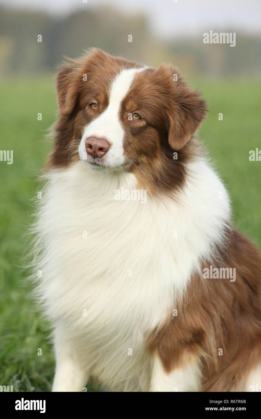 Australian shepherd portrait sit hi-res stock photography and images ...