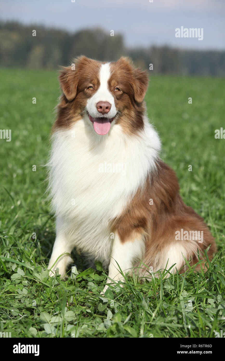 Beautiful australian shepherd sitting in nature in spring Stock Photo ...