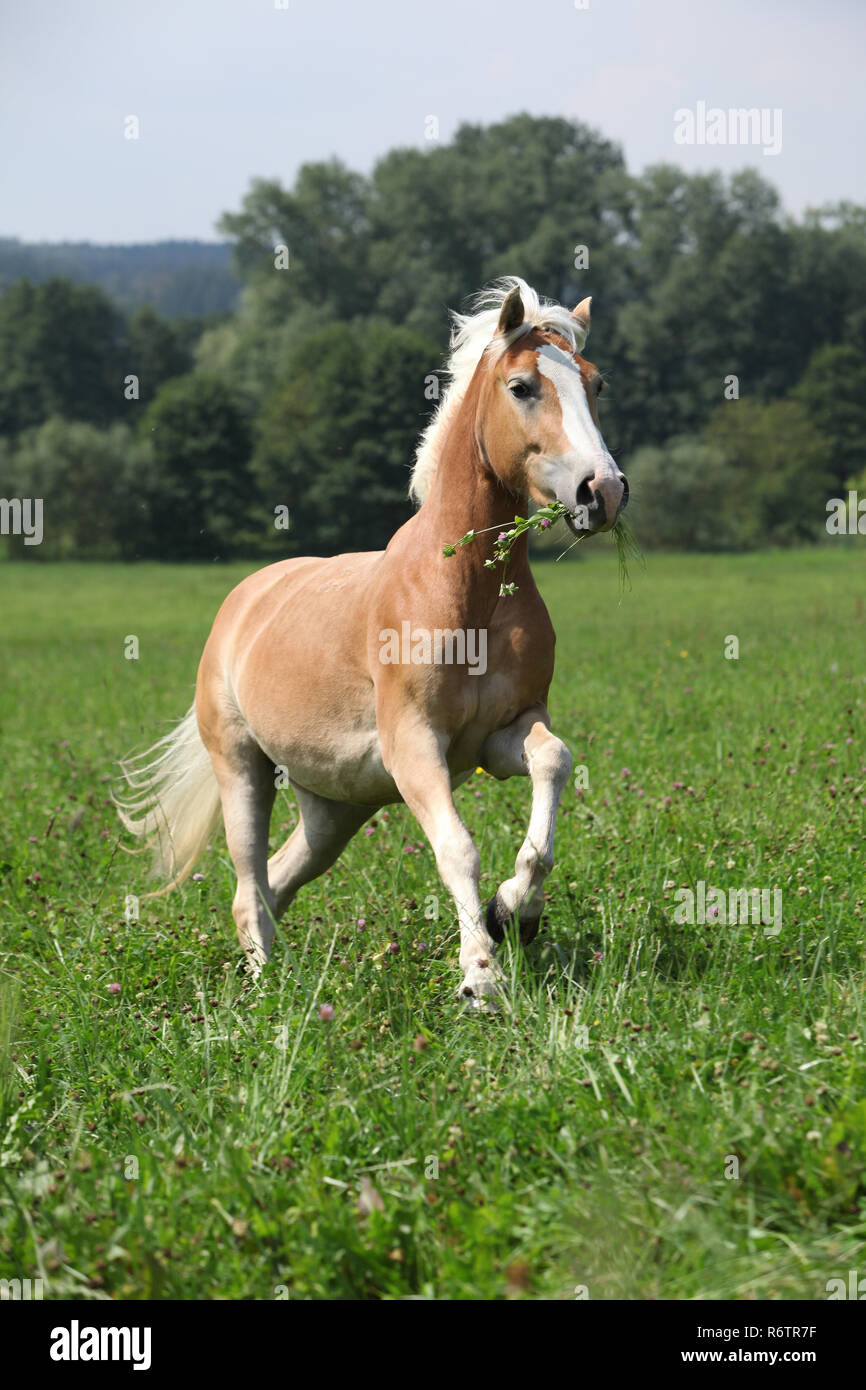 Beautiful palomino haflinger running in freedom while eating grass ...