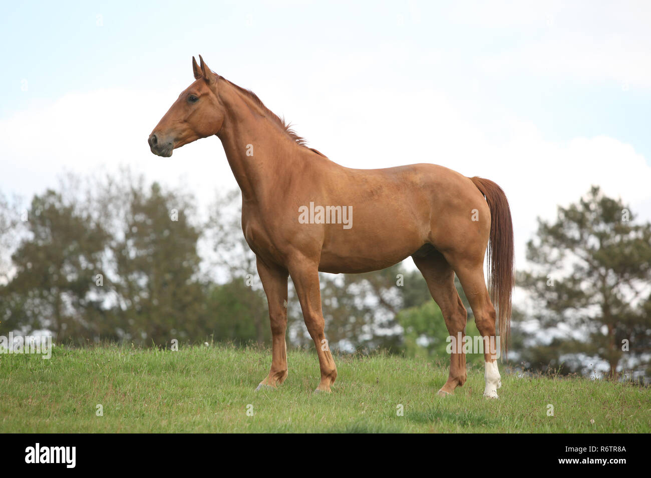 Beautiful young chestnut horse standing hi-res stock photography and ...