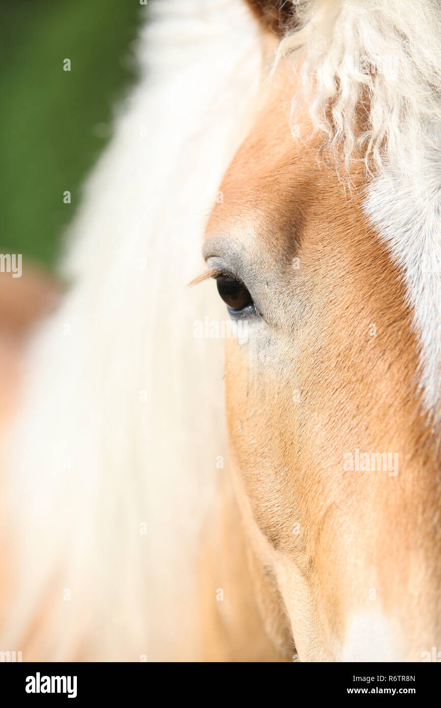 Nice open eye of blond chestnut haflinger Stock Photo - Alamy