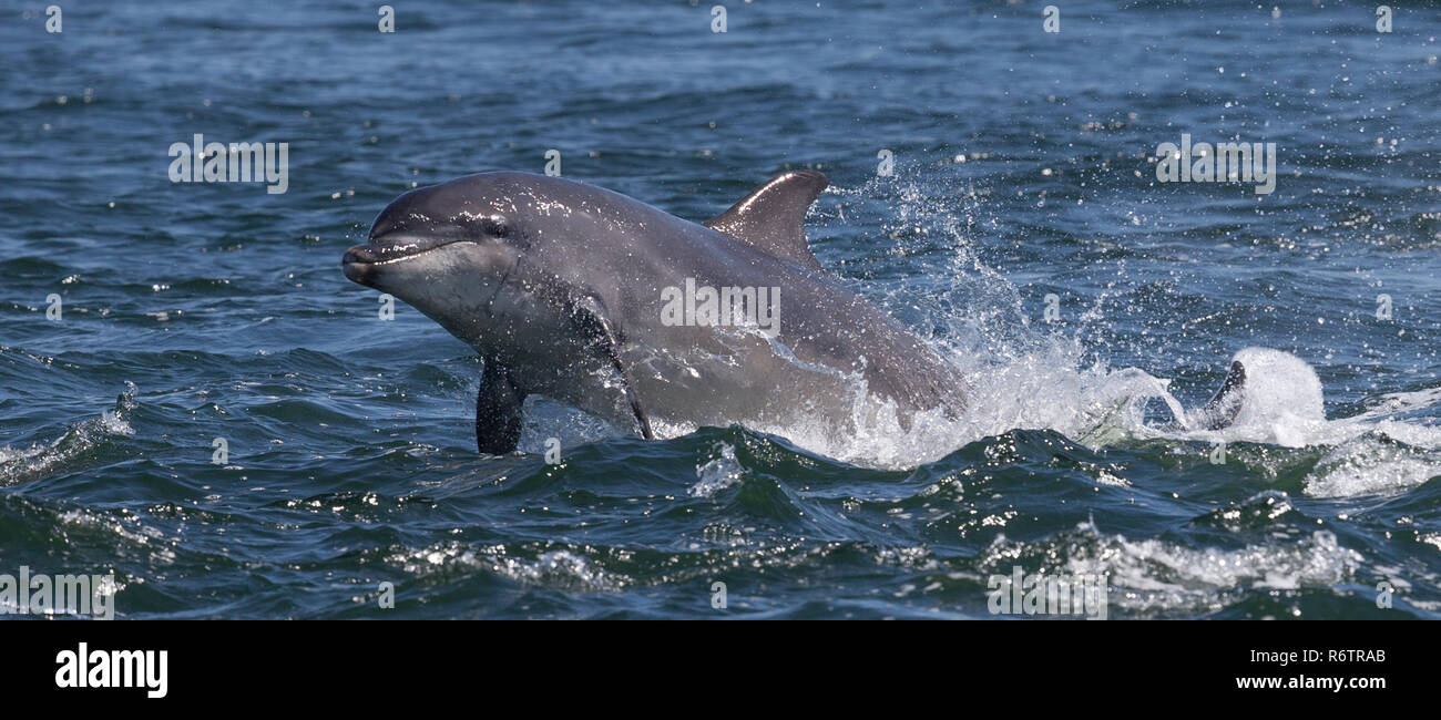 Bottlenose dolphin breaching Stock Photo - Alamy