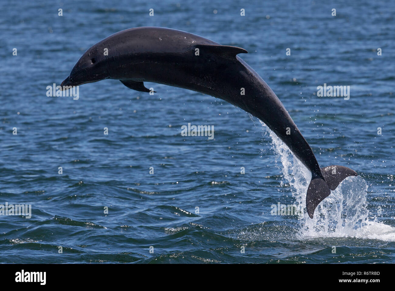 Bottlenose dolphin breaching Stock Photo - Alamy