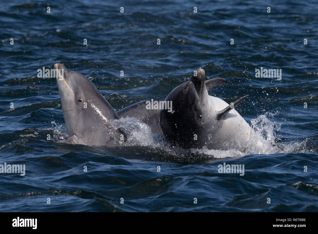 Bottlenose dolphin breaching Stock Photo - Alamy