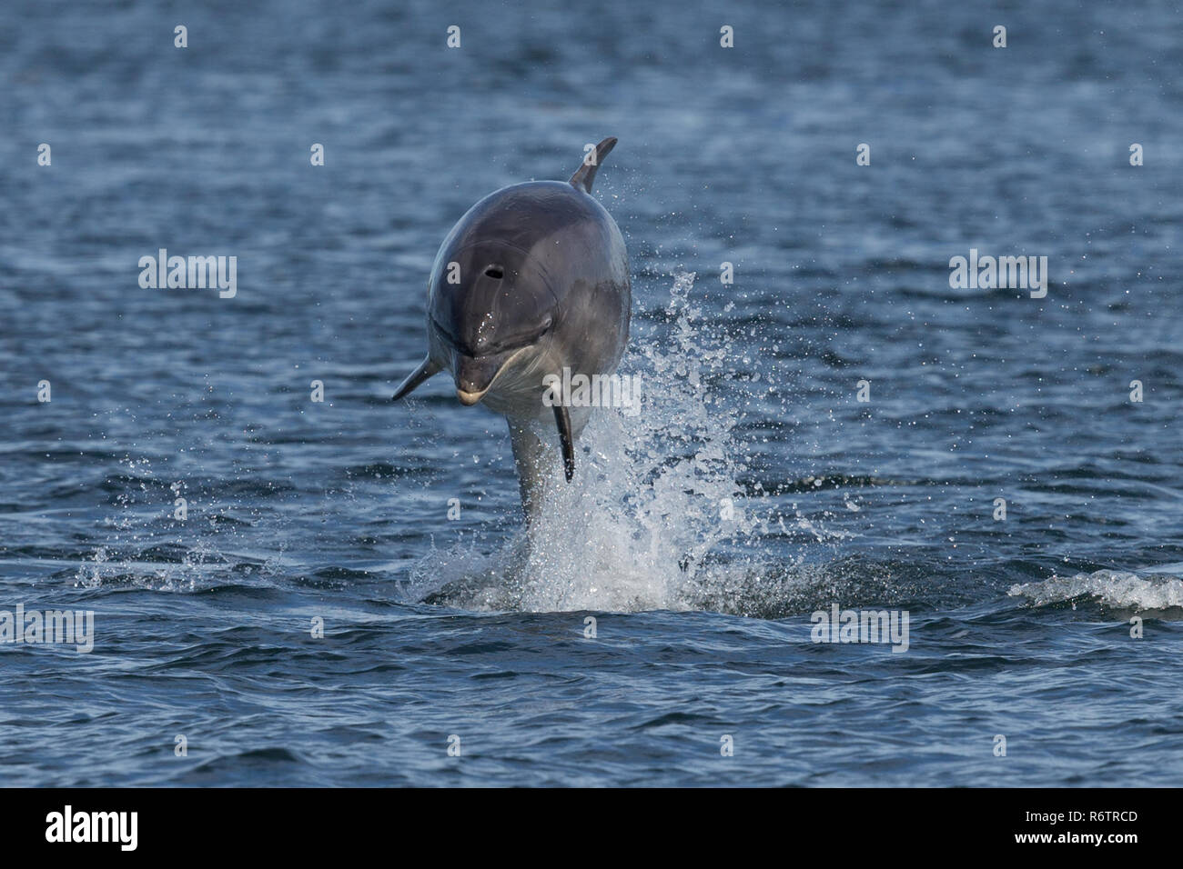 Bottlenose dolphin breaching Stock Photo - Alamy