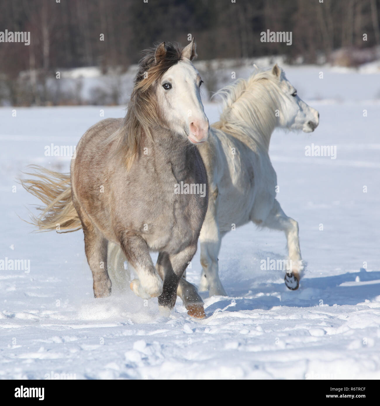 Old grey mare hi-res stock photography and images - Alamy