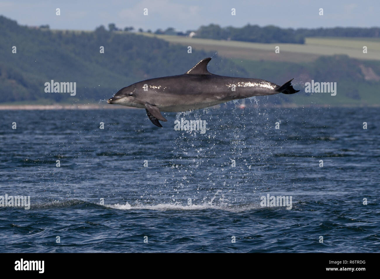 Bottlenose dolphin breaching Stock Photo - Alamy