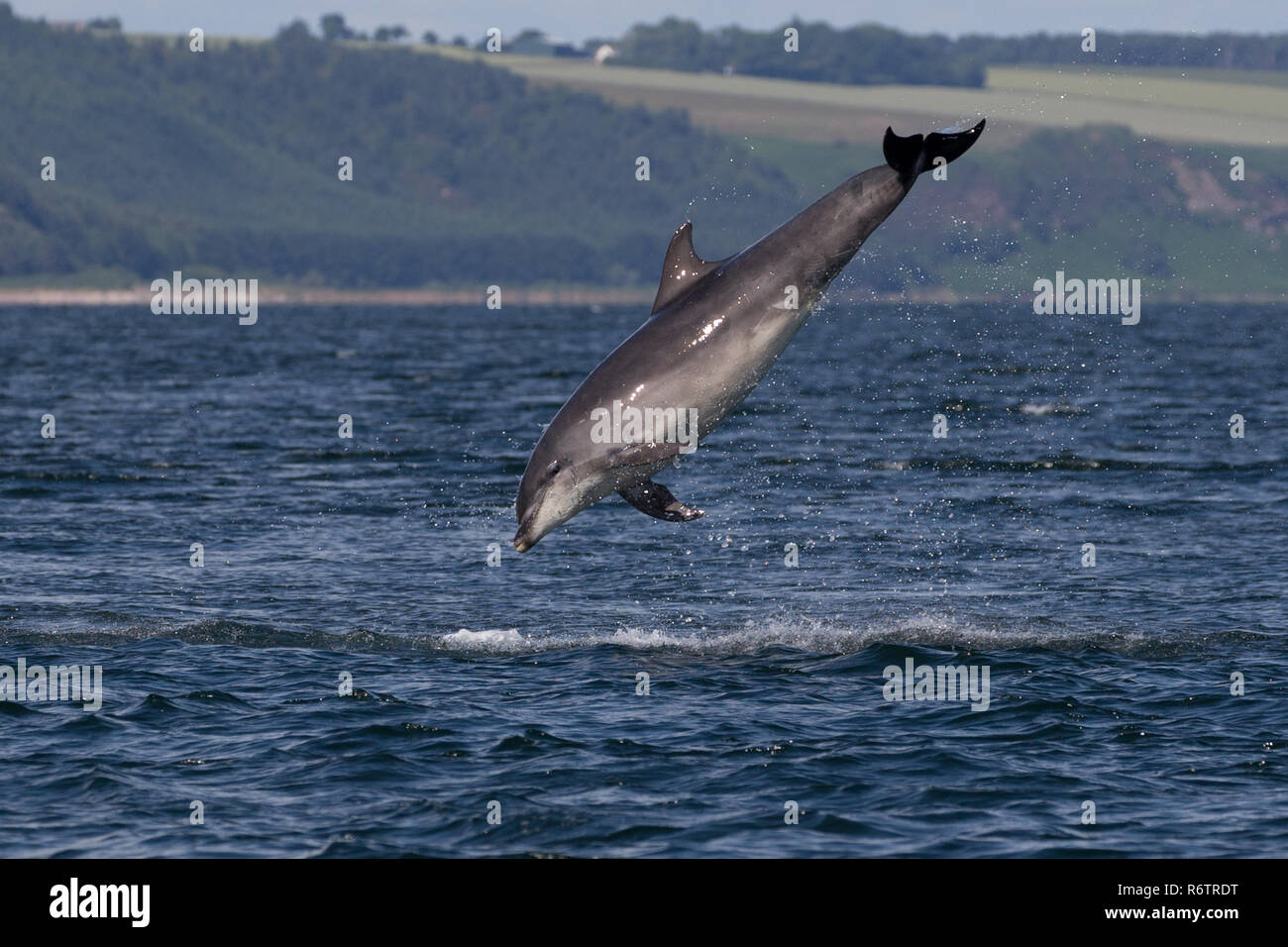 Bottlenose dolphin breaching Stock Photo - Alamy