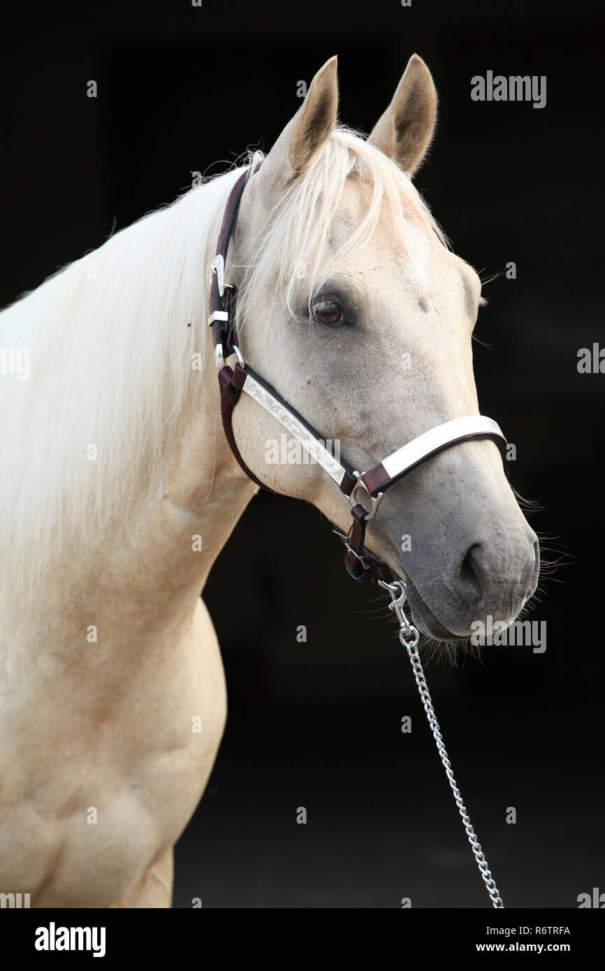 White Quarter Horse Stallion