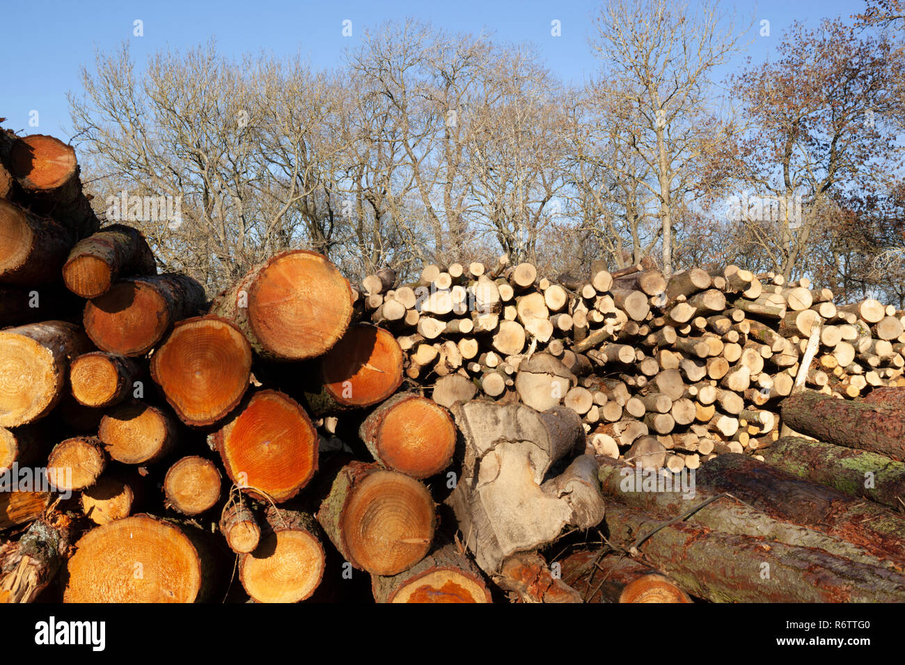 Tree logs stacked in large piles ready for collection, Cotswolds ...